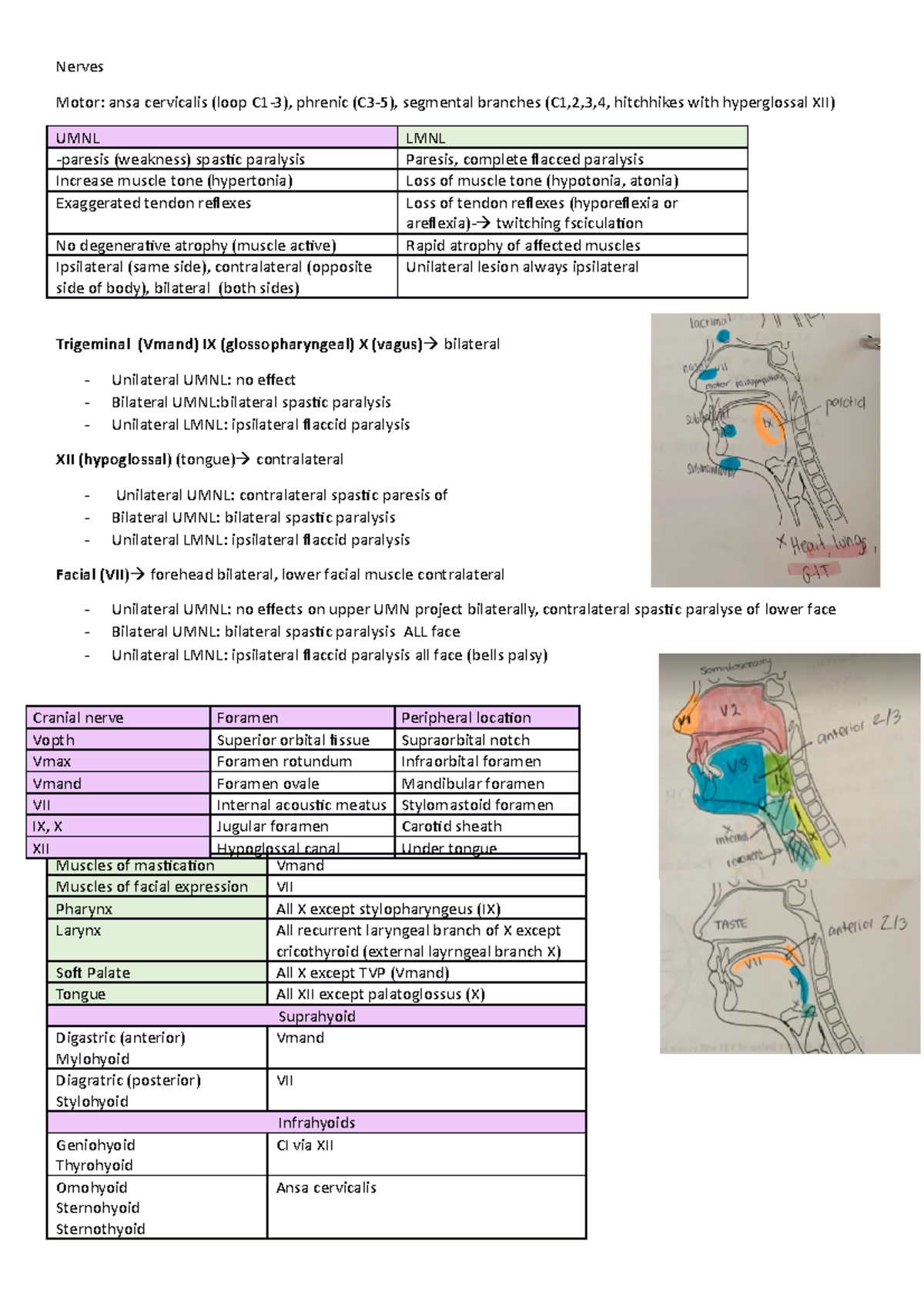 Nerves final summary - Nerves Motor: ansa cervicalis (loop C1-3 ...