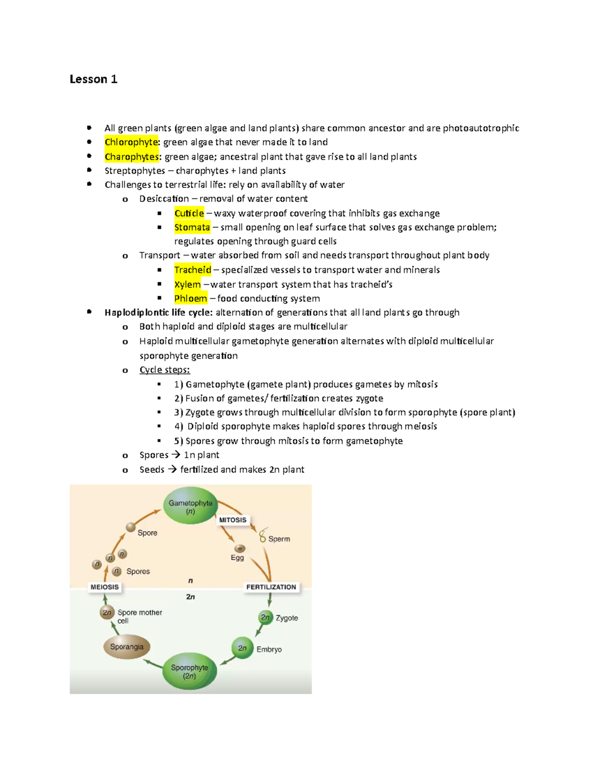 Lesson 1 BIOL 1106 notes with pictures - Lesson 1 All green plants ...