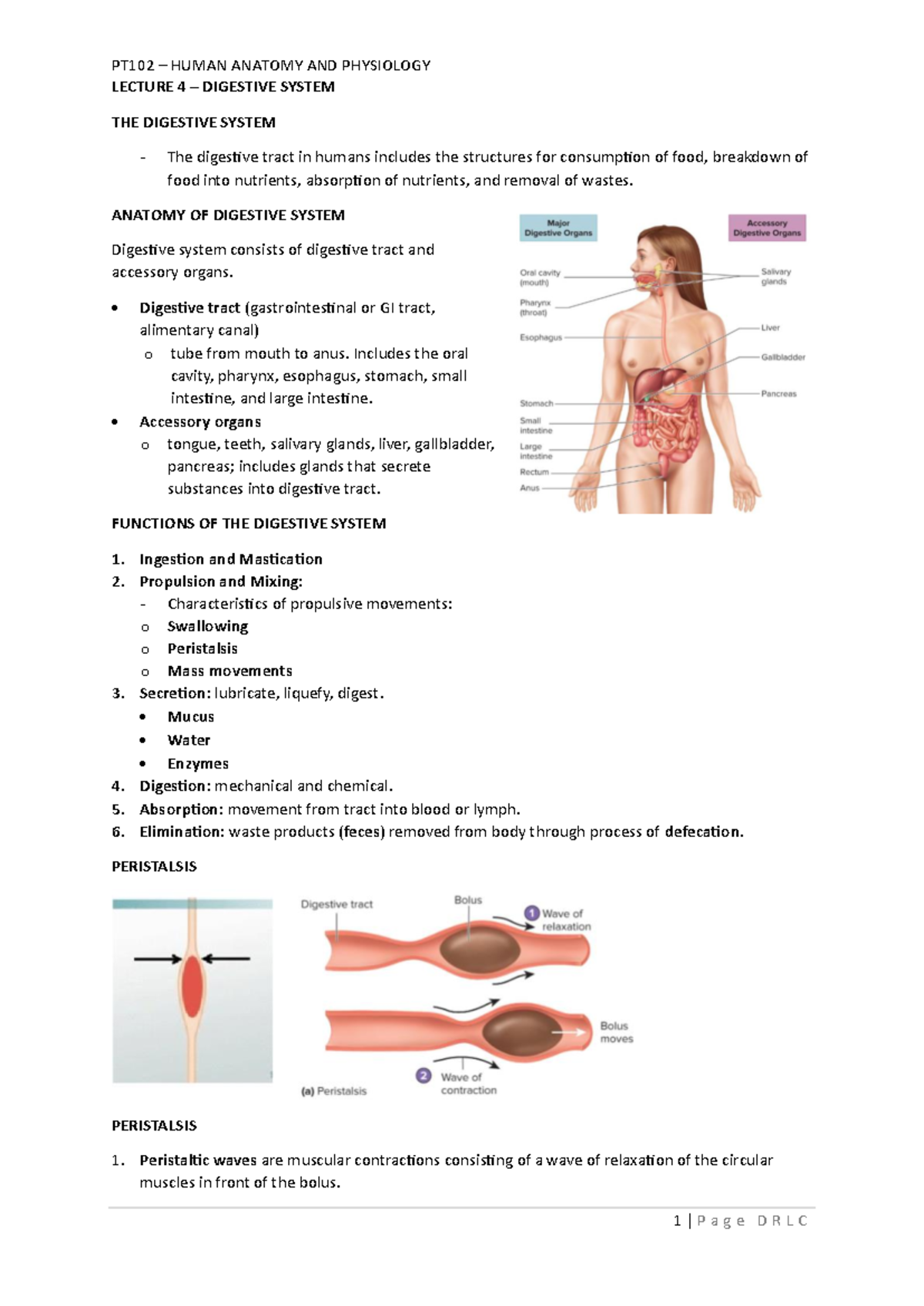 Lecture 4 - Digestive System - LECTURE 4 – DIGESTIVE SYSTEM THE DIGESTIVE SYSTEM The digestive ...