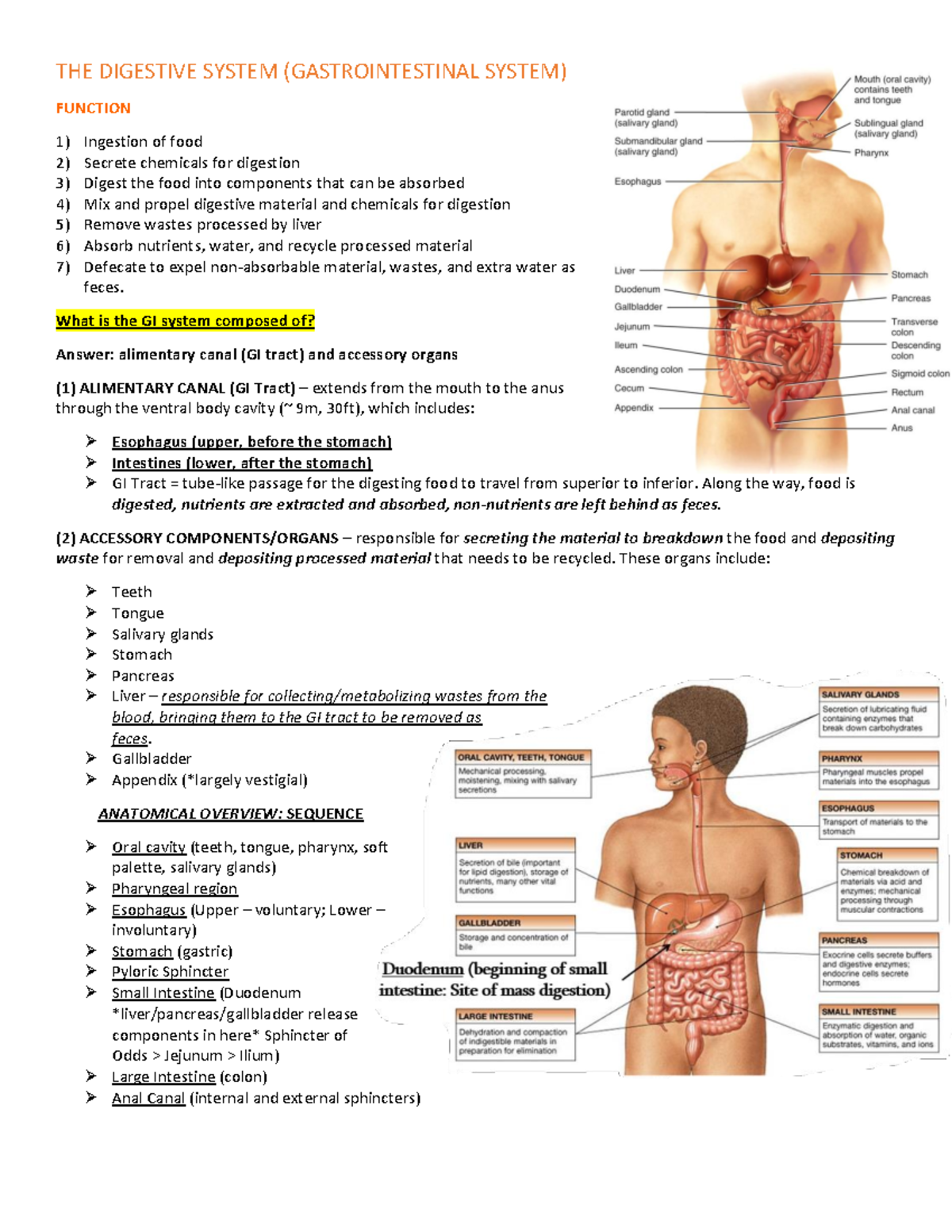 Updated - GI System - Lecture Guide - THE DIGESTIVE SYSTEM ...
