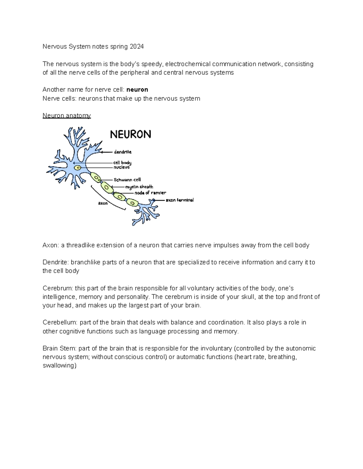 Nervous System notes spring 2024 - The cerebrum is inside of your skull ...
