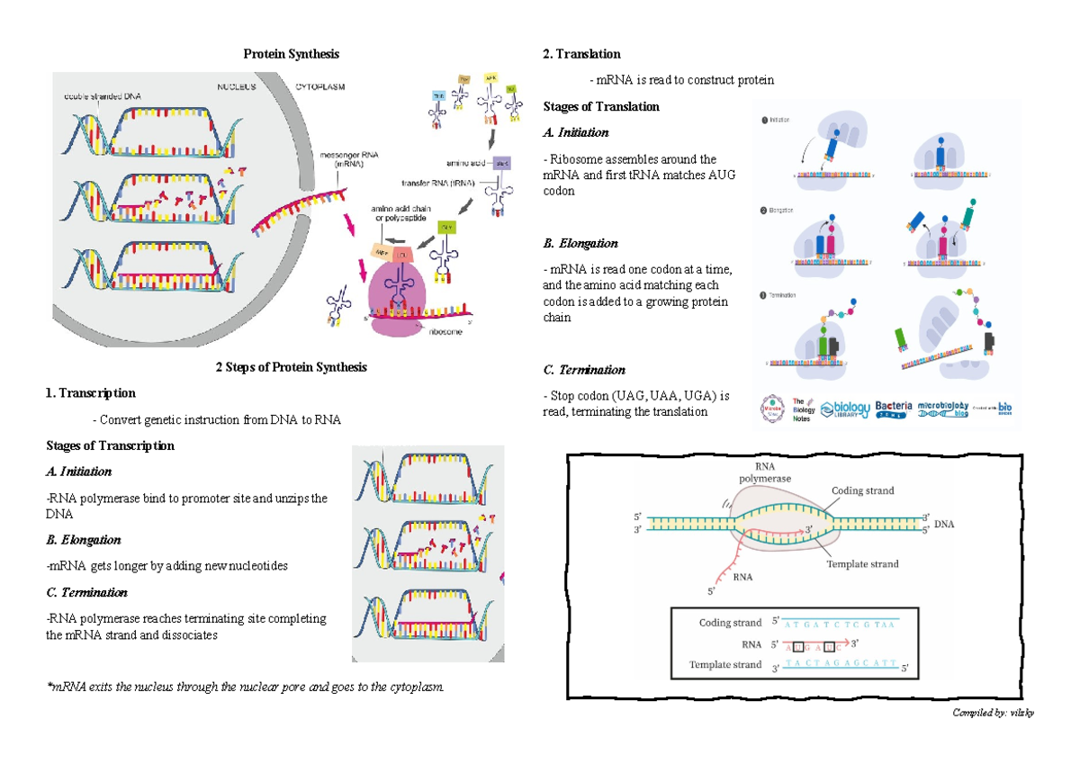 Protein Synthesis notes - Compiled by: vilzky Protein Synthesis 2 Steps ...