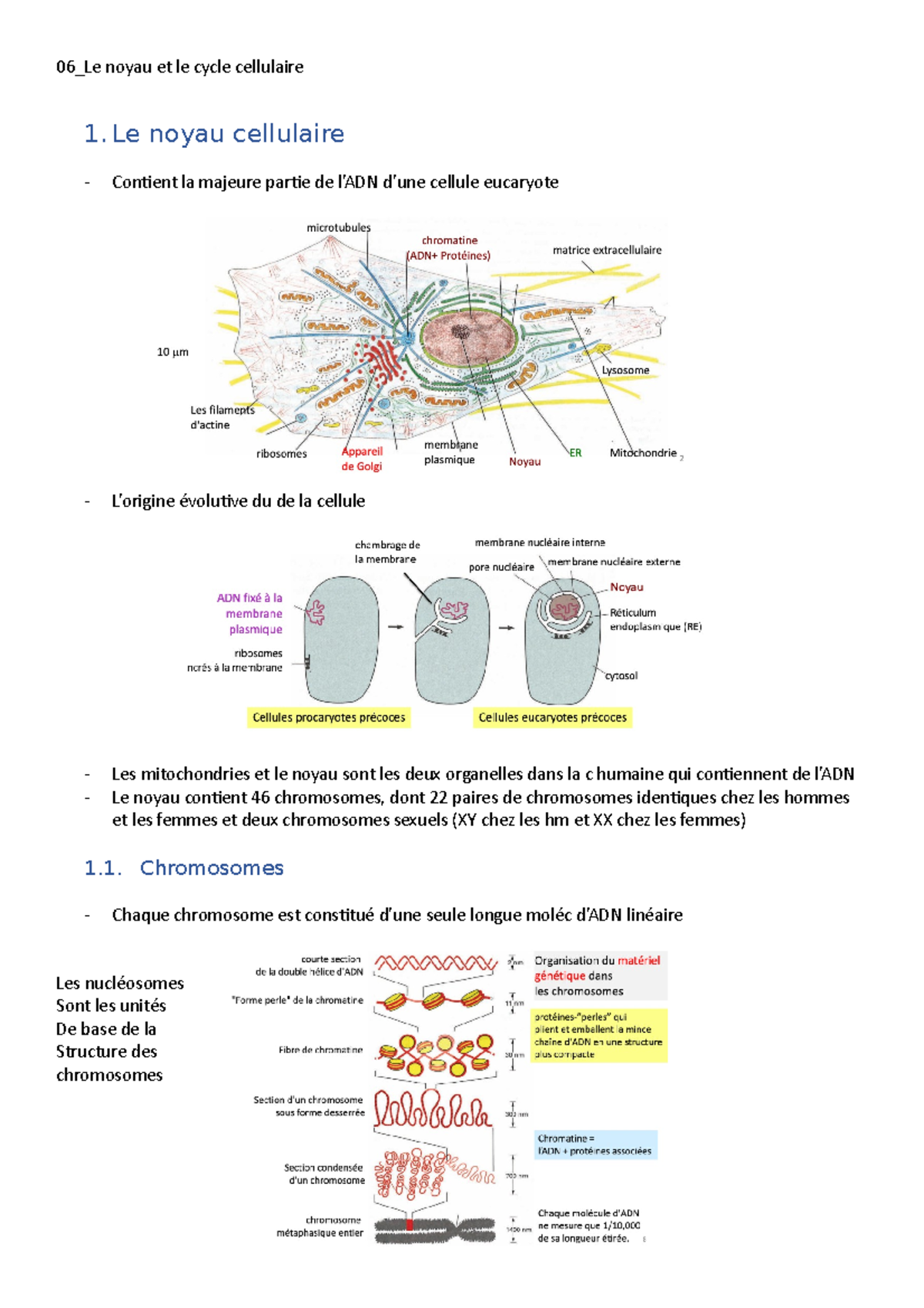 06 Le noyau et le cycle cellulaire-Biologie 1 - 1 noyau cellulaire ...