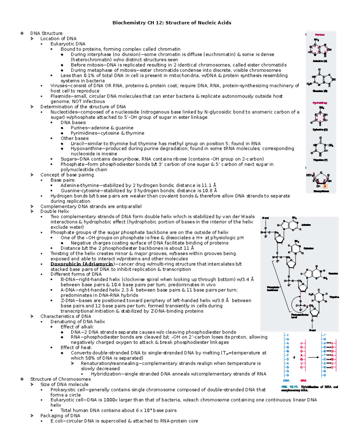 Biochemistry CH 12 Outline - Biochemistry CH 12: Structure of Nucleic ...