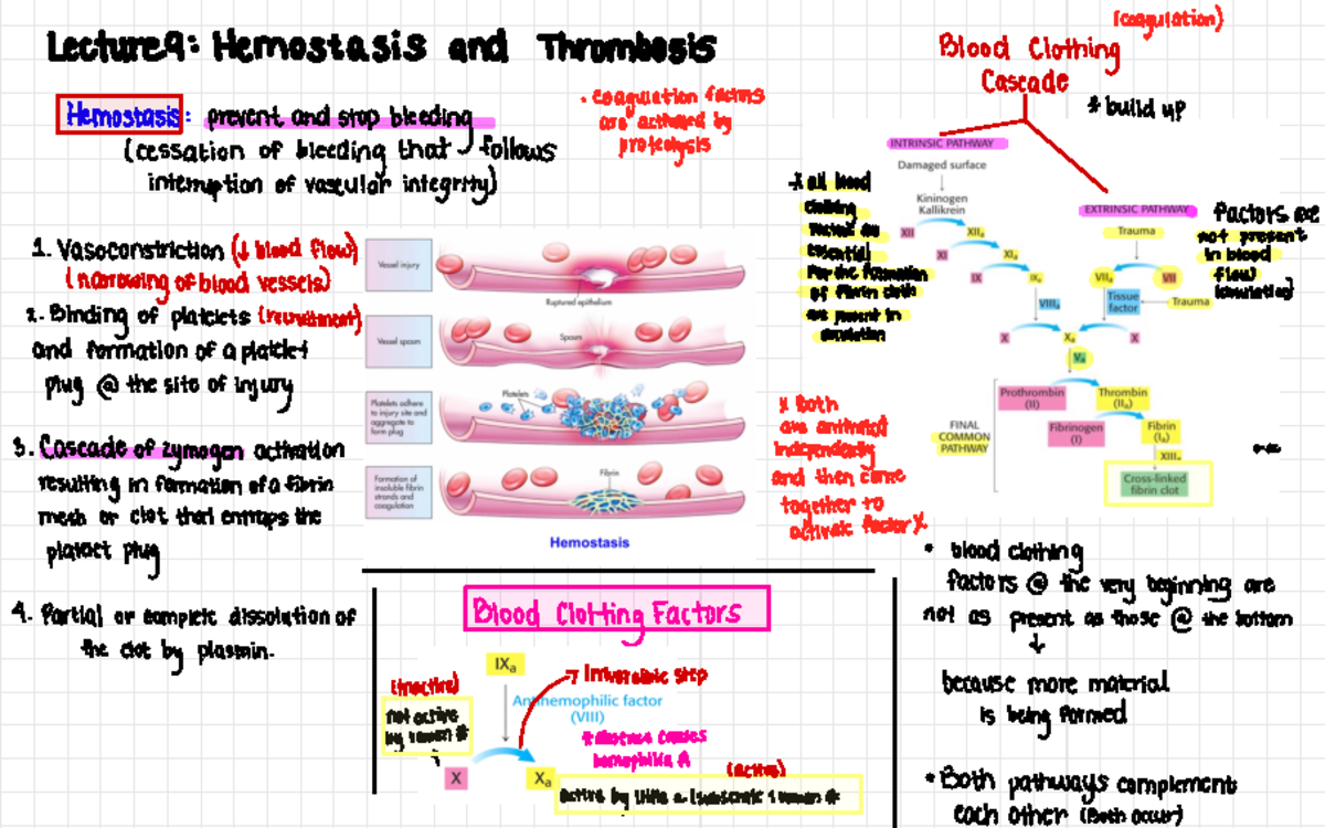 Lecture 9 Review - notes from ppts - / Coagulation ) Lectured ...