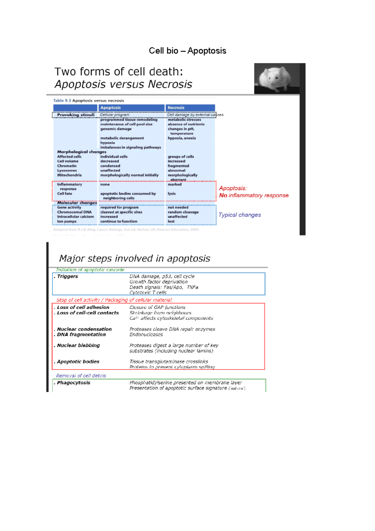 Cell bio – Apoptosis 2 - Lecture notes 11 - Cell bio – Apoptosis ...