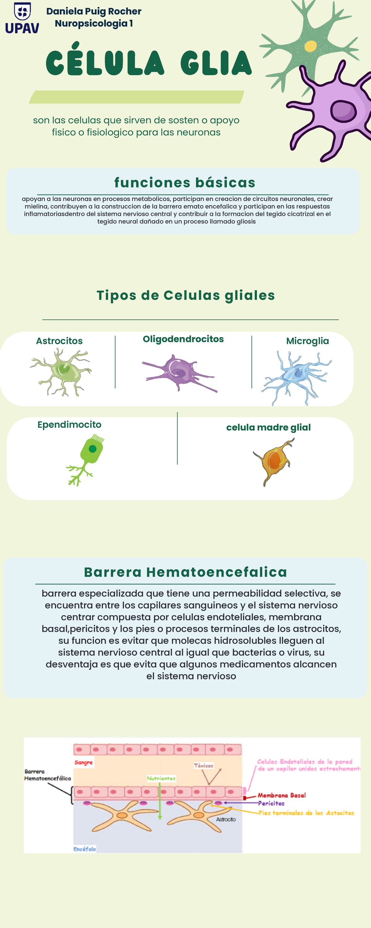 Infografía celulas gliales - célula glia funciones básicas ...
