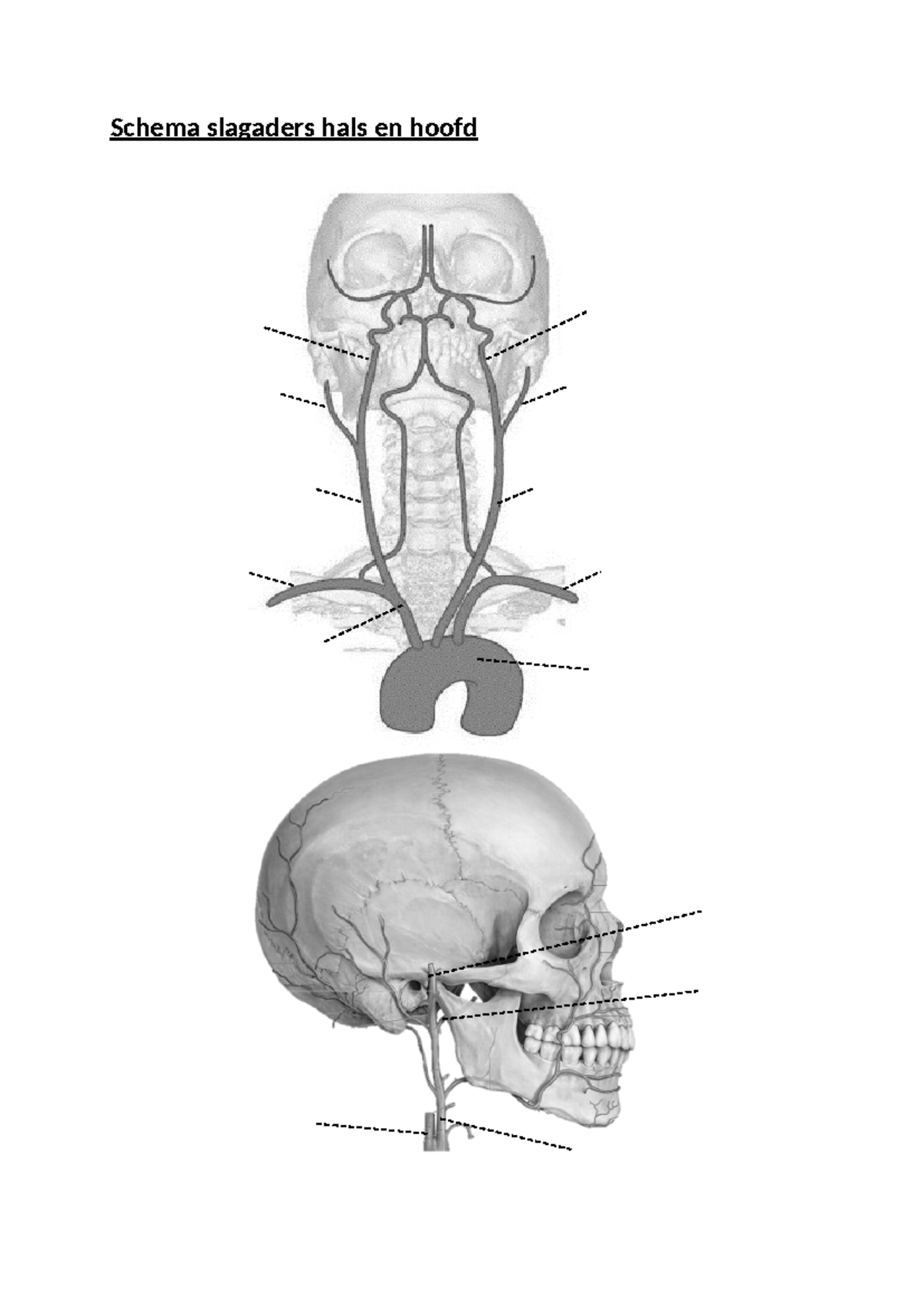 Extra H6 -Schema's bloedvatenstelsel leeg - Anatomie en fysiologie ...