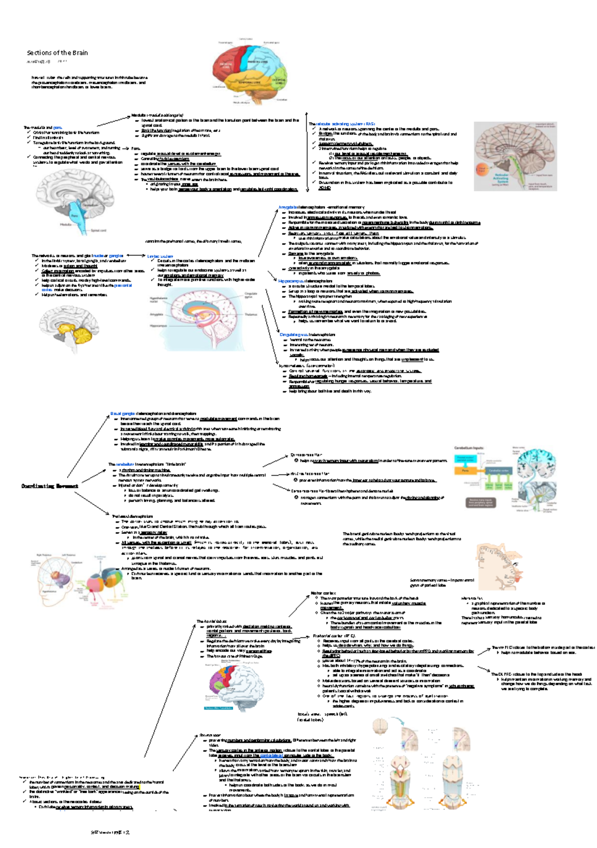 Module 3 Sections of the Brain - Neural tube: the cells and supporting ...