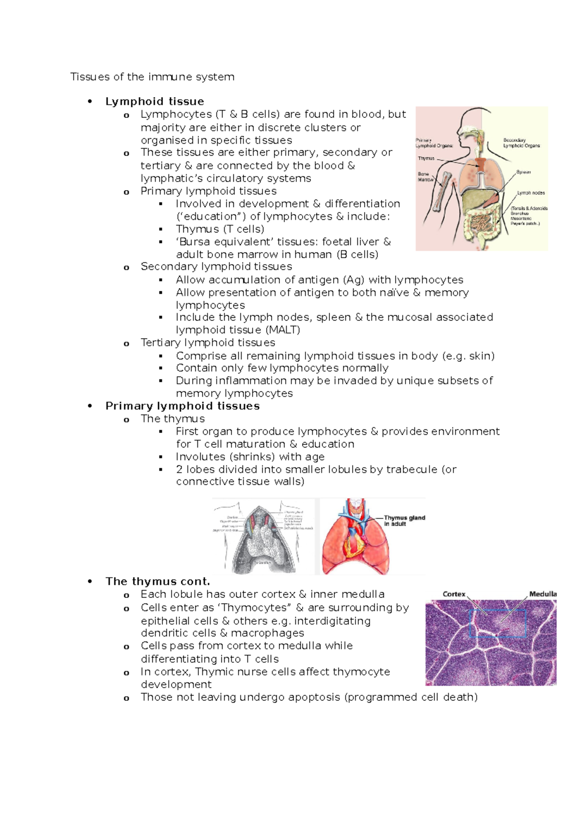Tissues of the immune system - skin) Contain only few lymphocytes ...