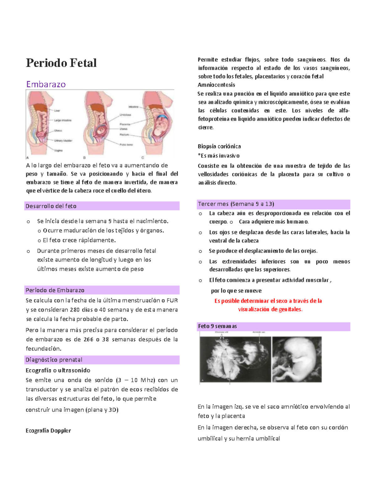 Periodo fetal - Periodo Fetal peso y tamaÒo. Se va posicionando y hacia ...