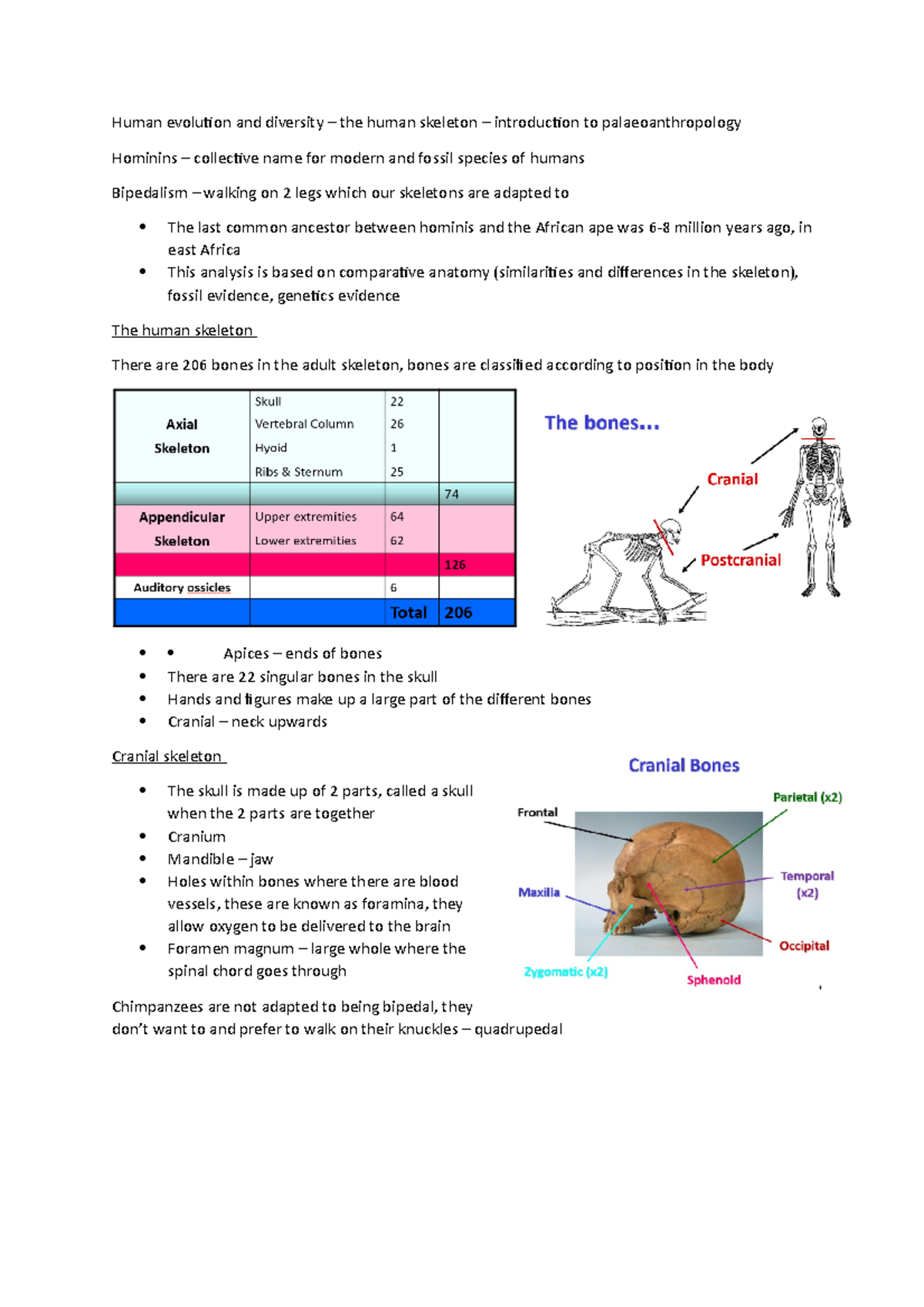Lecture 10 - the human skelaton - Human evolution and diversity – the ...