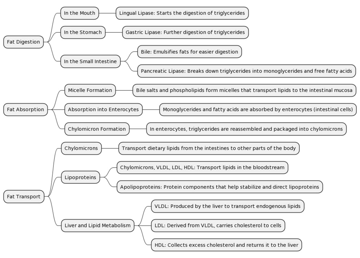 Ch 5 - ch 5 - In the Mouth Lingual Lipase: Starts the digestion of ...