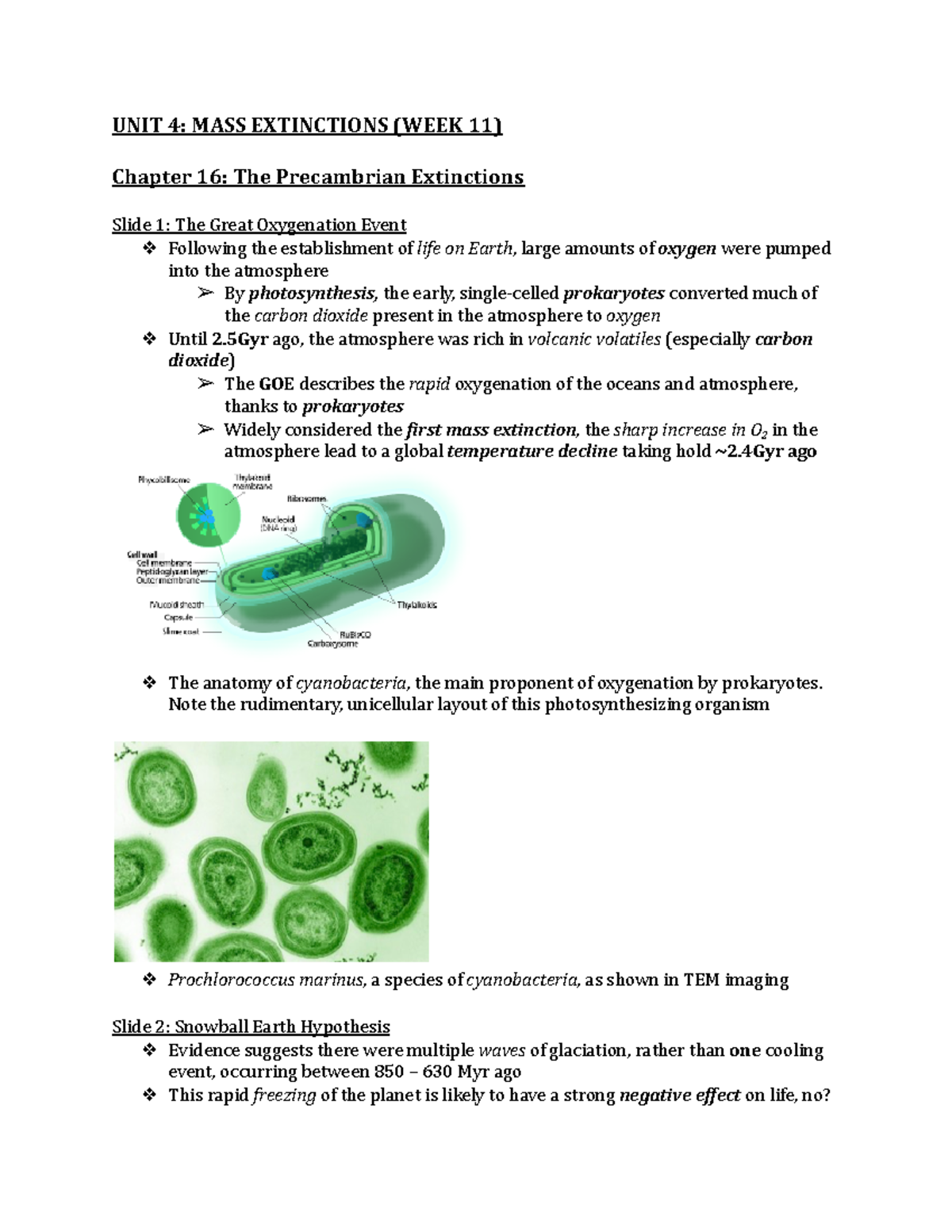 UNIT 4 MASS Extinctions (WEEK 11) - UNIT 4: MASS EXTINCTIONS (WEEK 11 ...
