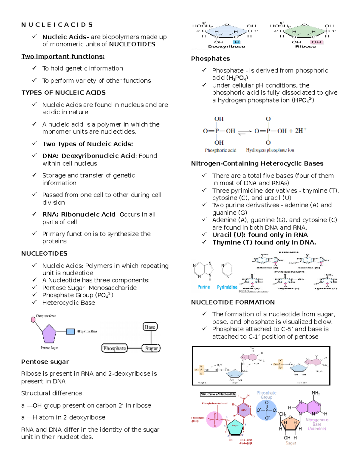 N U C L E I C A C I D S - Notes about nucleic acids in chemistry - N U ...