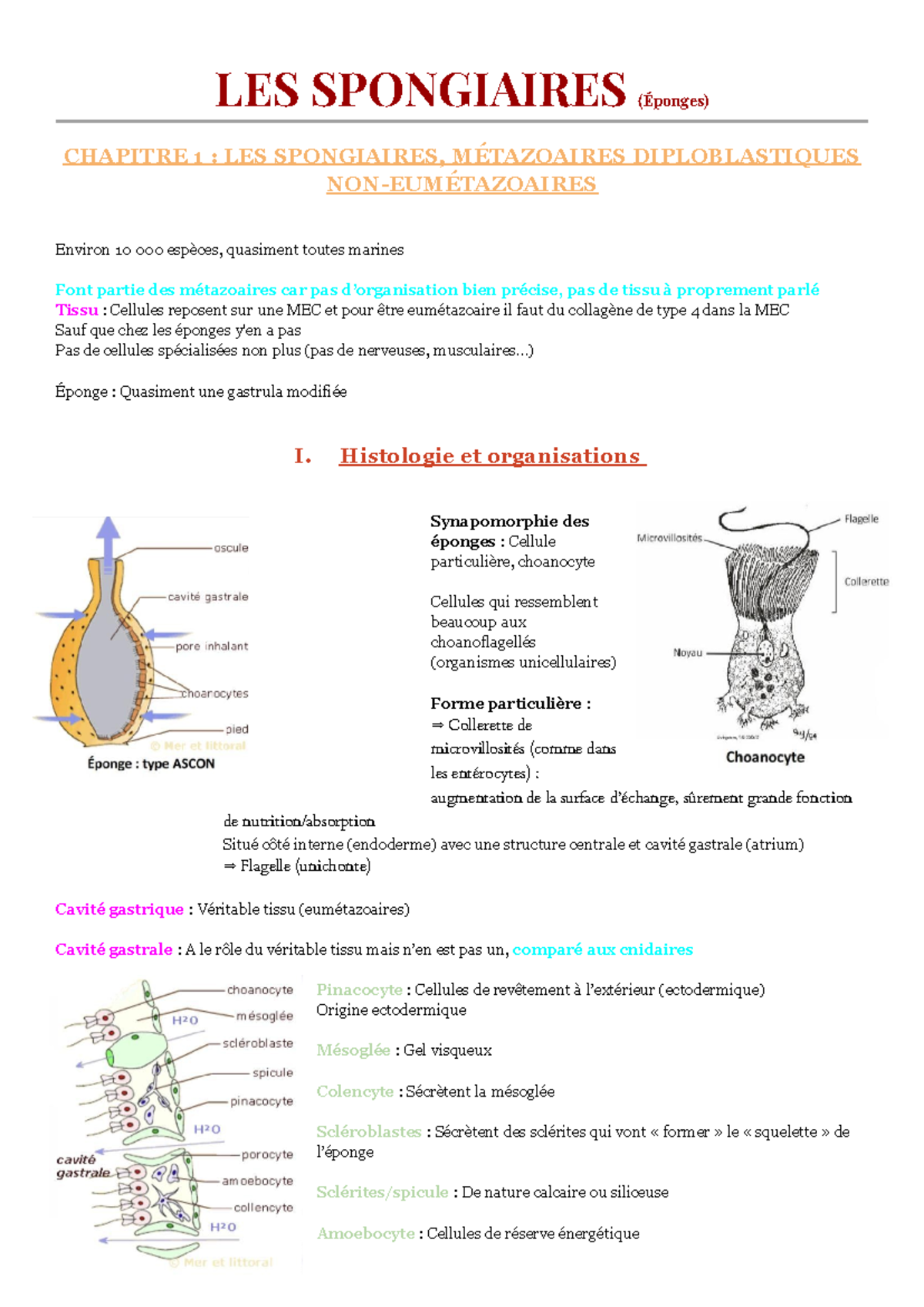 1 Spongiaires - LES SPONGIAIRES (Éponges) CHAPITRE 1 : LES SPONGIAIRES ...