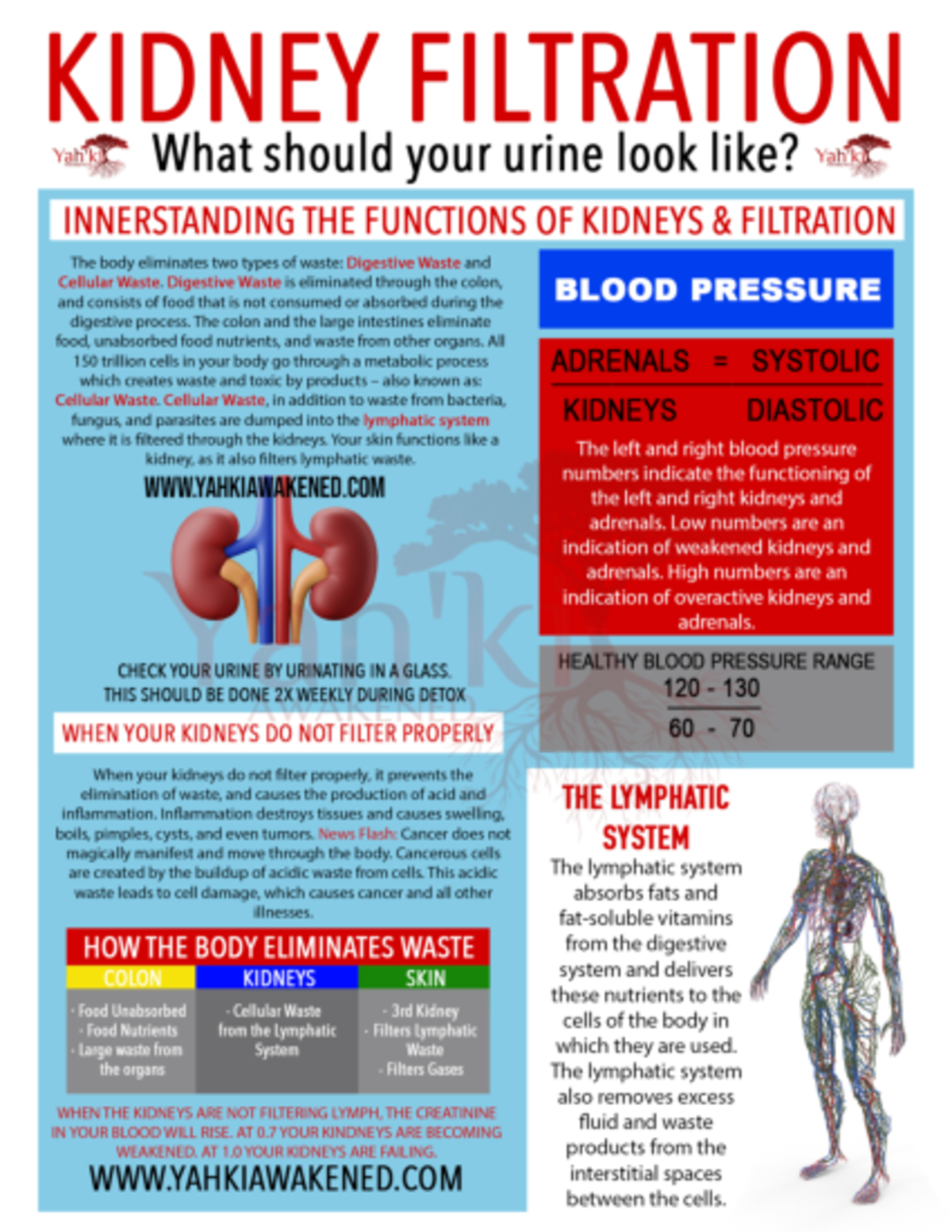 Kidney Filtration - BPH 397 - Studocu