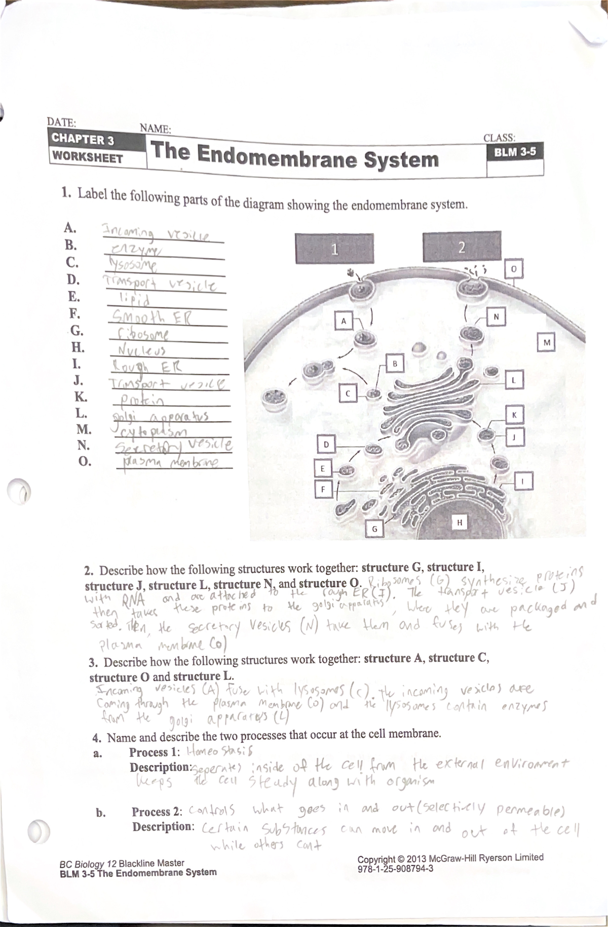 Endomembrane System, Chloroplast, and Mitochondrion Worksheets (Jan 18 ...