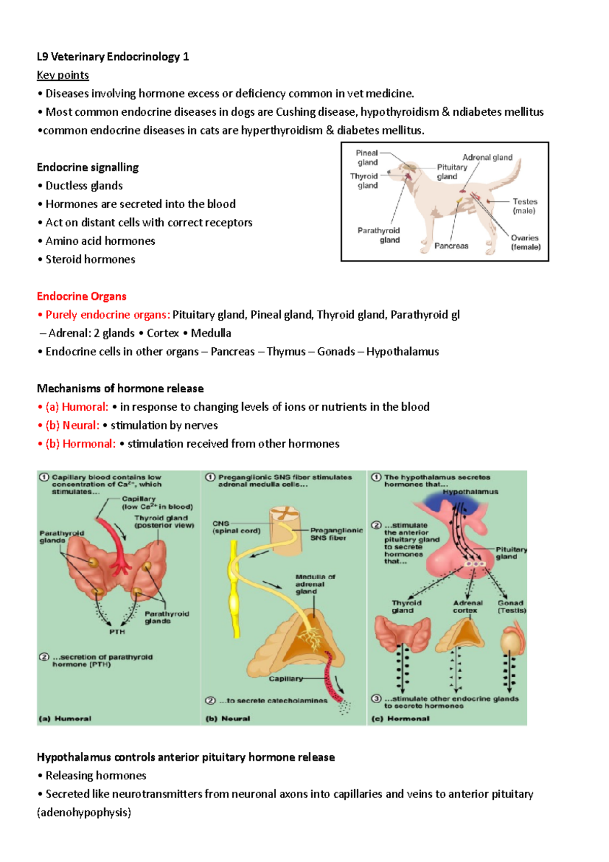 VET272 L9-10 Endocrinology - L9 Veterinary Endocrinology 1 Key points ...