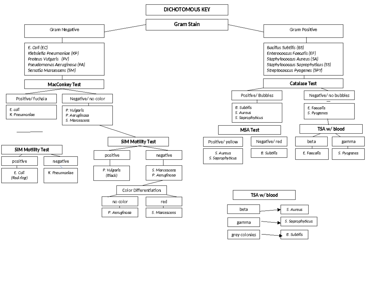 Dichotomous Key Micro 204 - DICHOTOMOUS KEY Gram Stain Gram Negative ...