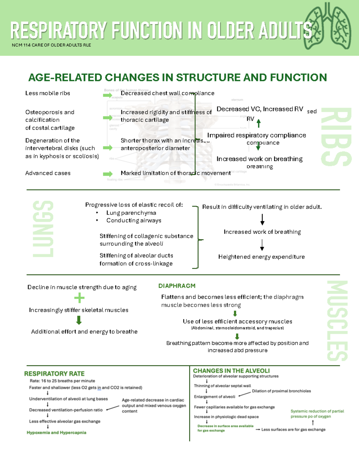 NCM114 Respiratory-System - ####### Less mobile ribs Decreased chest ...