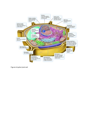 Cytoplasmic inheritance and maternal effects - Horticulture College ...