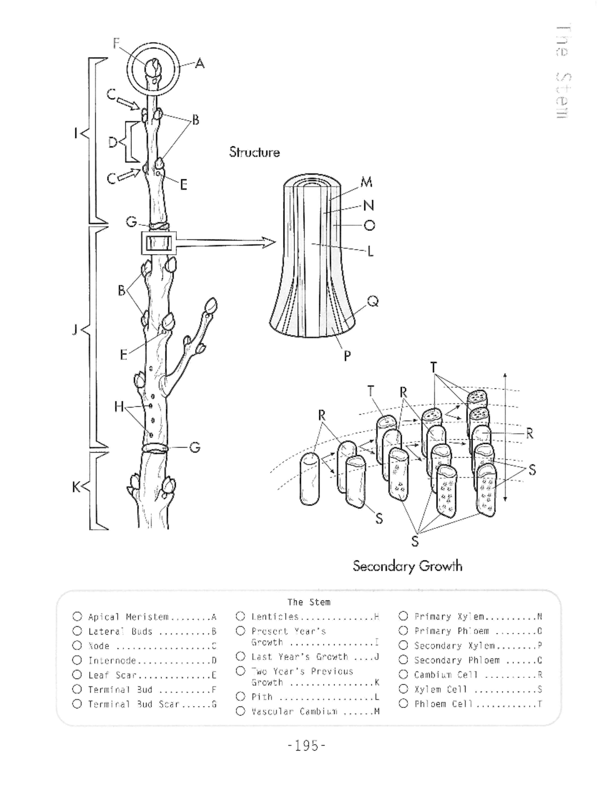 The Stem Image - Clear diagrams to review and colour! Have fun! You may ...