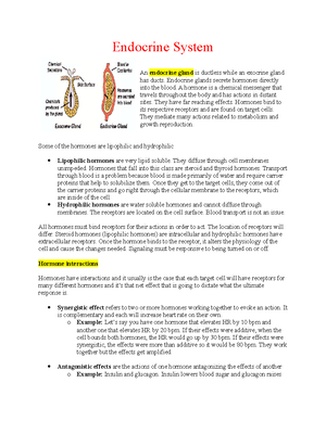 Anatomy - Chapter 16 - The Endocrine System - Warning: TT: undefined function: 32 Warning: TT ...