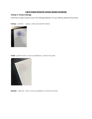 Lab 6 Blank Lab Report Answer Sheet - A key to the numbered muscles is ...