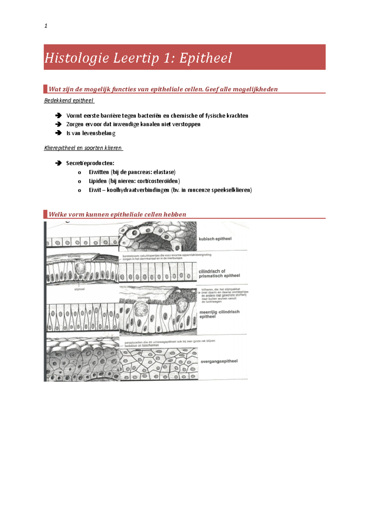 Histologie Leertip - Geef alle mogelijkheden Bedekkend epitheel Vormt ...