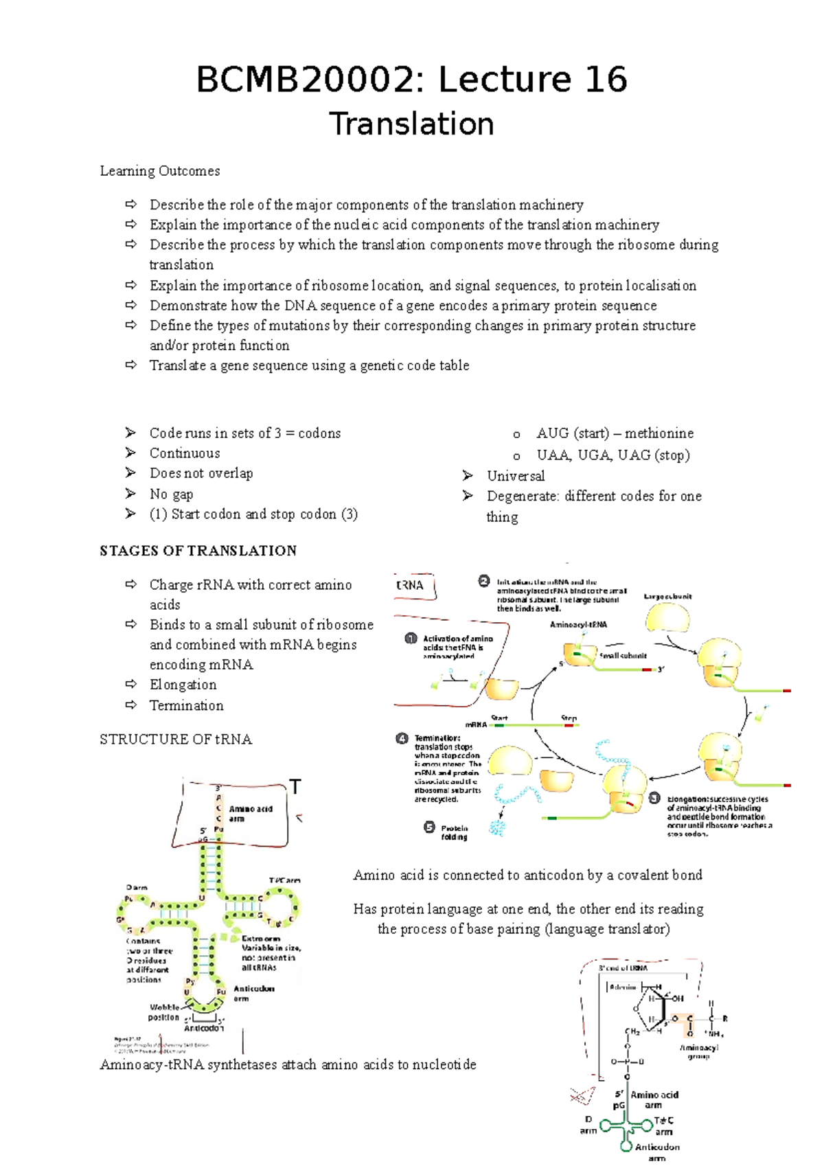 BCMB Lecture 16 - Lecture 16 Translation Learning Outcomes Describe the ...