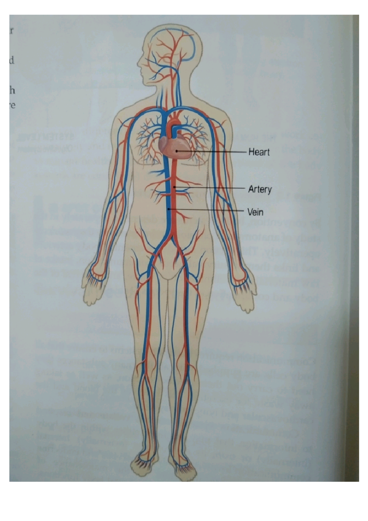 Body and it's constituents picture-pdf - Basic anatomy - Studocu