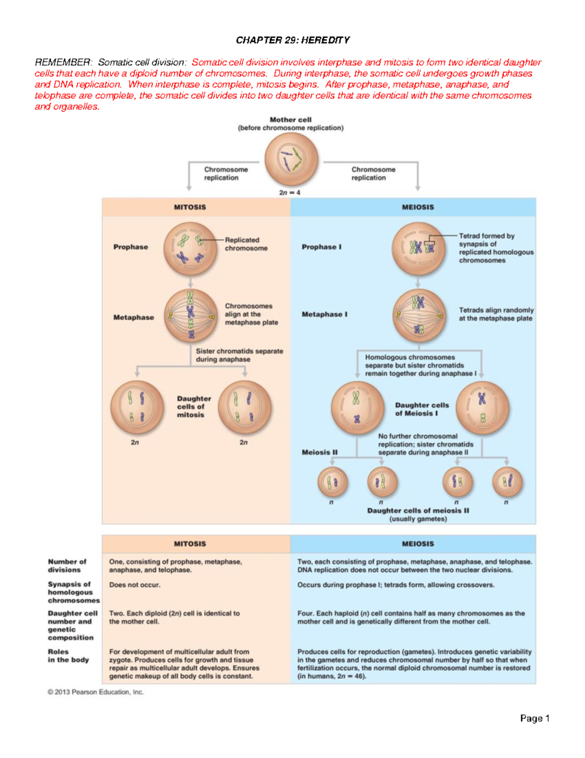 Ch. 29 Lecture Outline - REMEMBER: Somatic cell division: Somatic cell ...