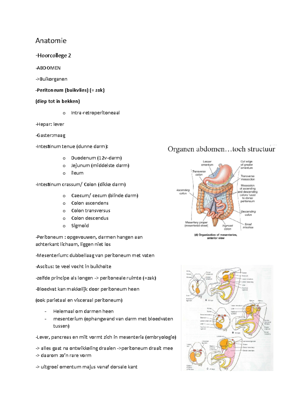Anatomie Abdomen - Anatomie - Hoorcollege 2 -ABDOMEN ->Buikorganen ...