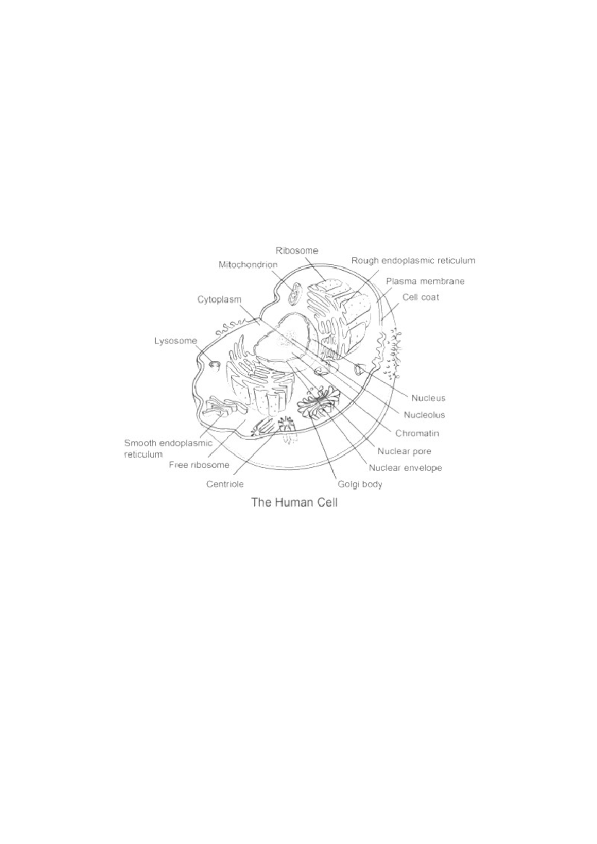 Draw - drawing anaphy - Ribosome Mitochondrion Rough endoplasmic ...