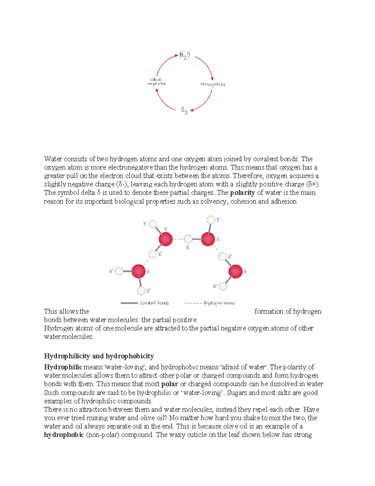 Biochemistry and Metabolic Processes - Water consists of two hydrogen ...