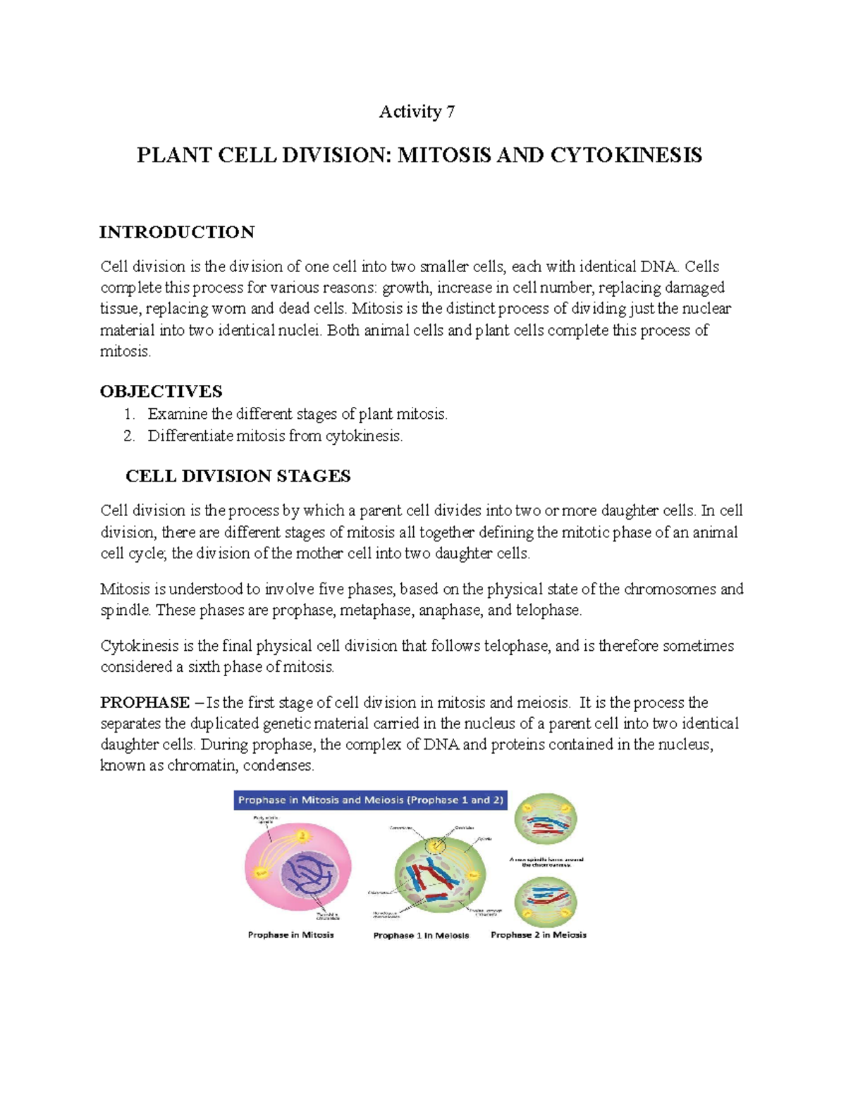 Plant CELL Division Mitosis AND Cytokinesis Activity 7 PLANT CELL plant-cell-division-mitosis-and-cytokinesis-activity-7-plant-cell