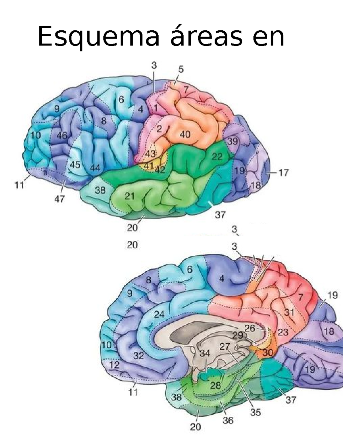 Areas del cerebro y miotomas - Esquema áreas en Brodmann Áreas ...