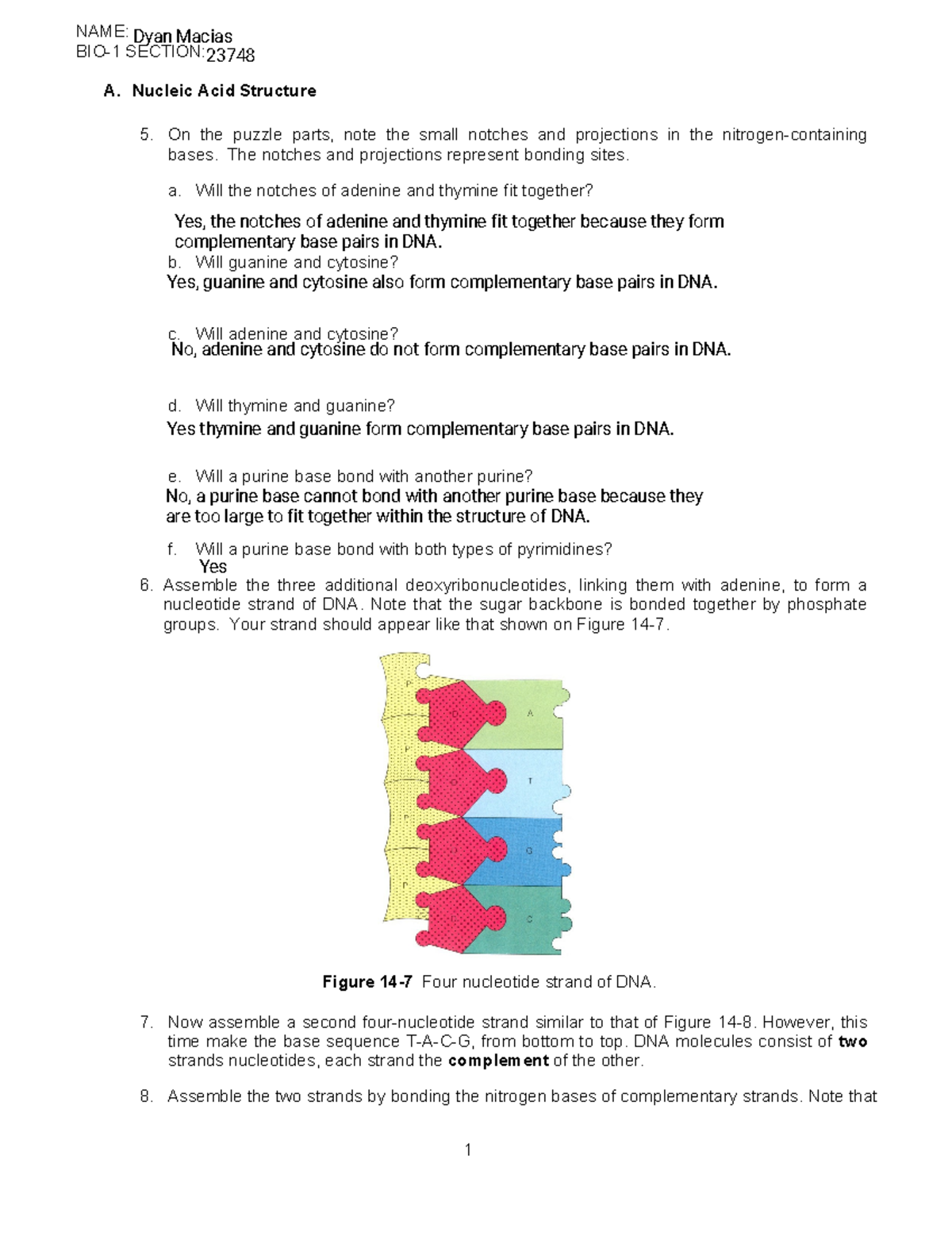 Nucleic Acids Worksheets V2-1 - Tagged - BIO-1 SECTION: A. Nucleic Acid ...