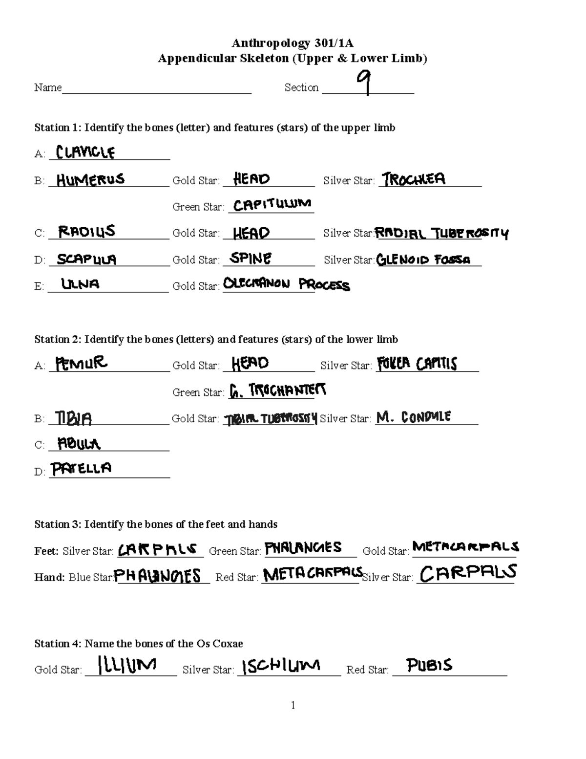 Worksheet Four - N/A - 1 Anthropology 301/1A Appendicular Skeleton ...