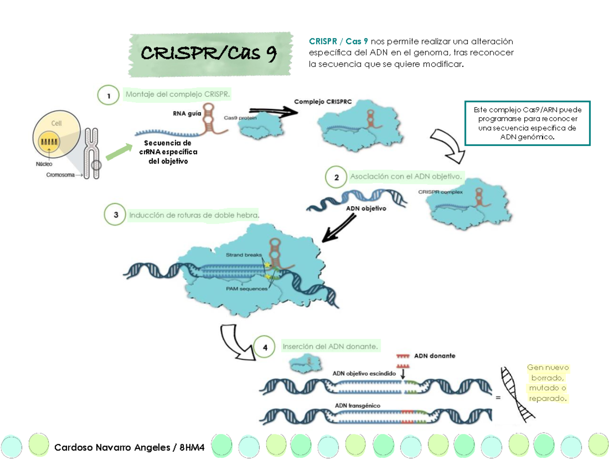 Esquema técnica de Crispr-Cas9 - Cardoso Navarro Angeles - Cardoso Navarro Angeles / 8HM Gen ...
