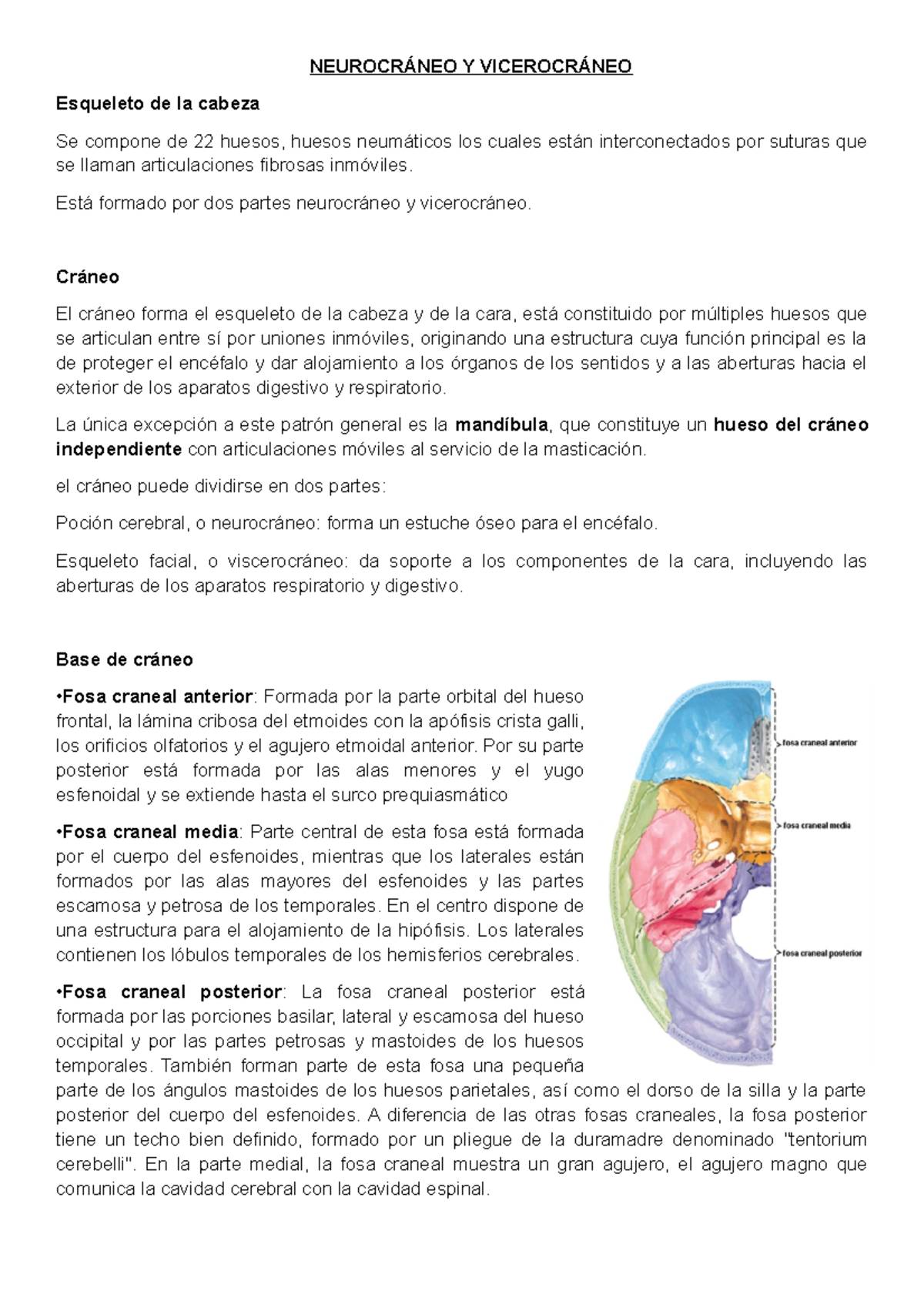 Guía de estudio Neurocraneo - NEUROCRÁNEO Y VICEROCRÁNEO Esqueleto de ...