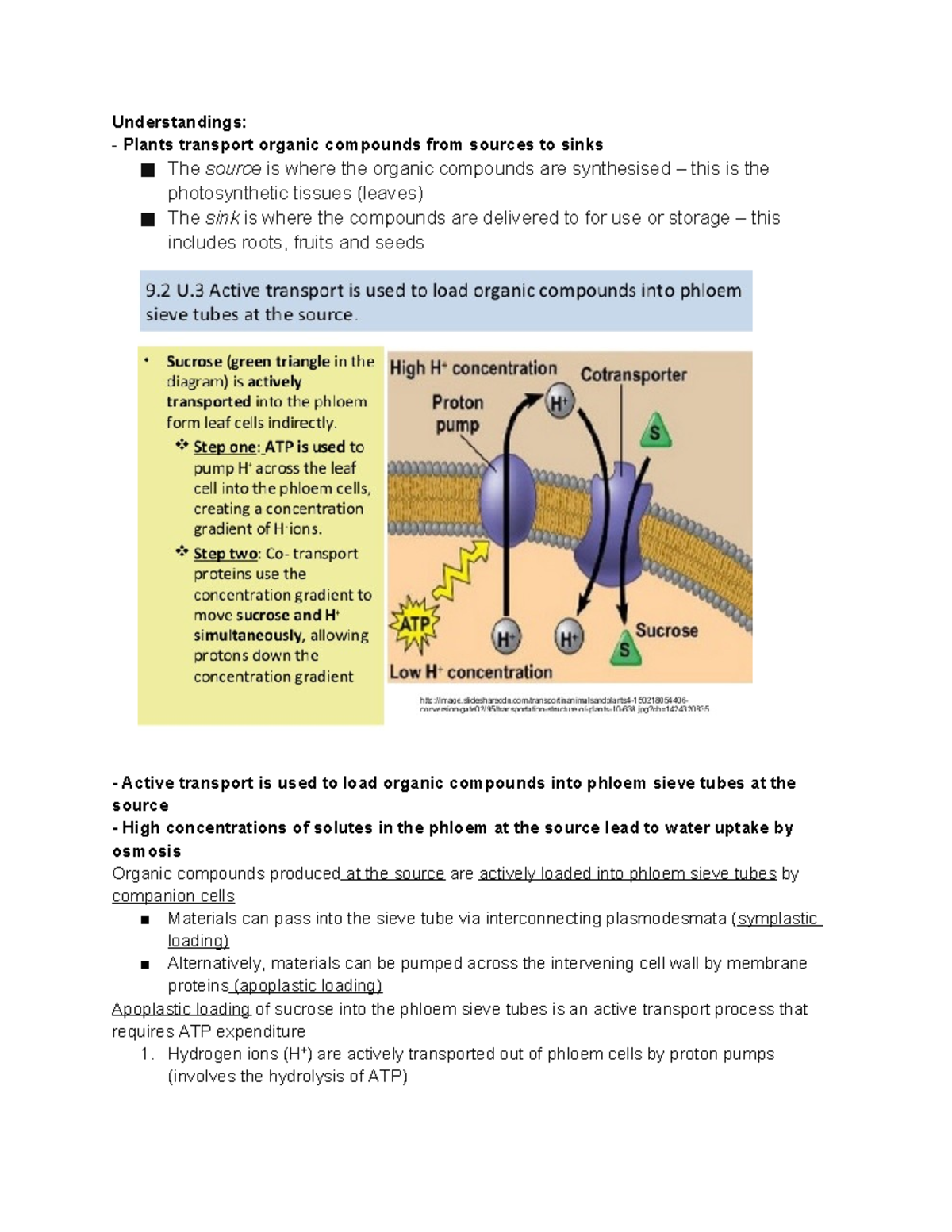 9.2 Transport in the Phloem of Plants - Understandings: Plants ...