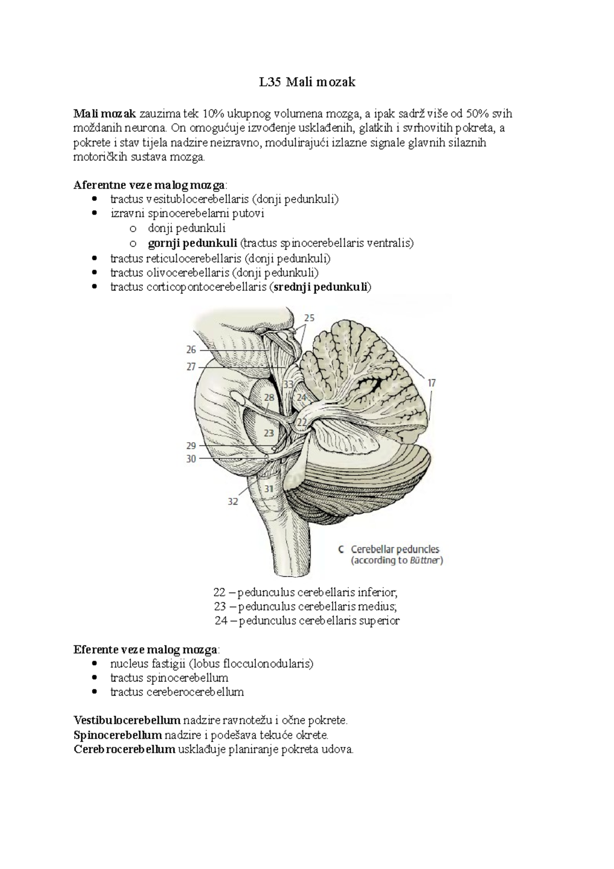 L35a - Summary Temelji neuroznansti - L35 Mali mozak Mali mozak zauzima ...
