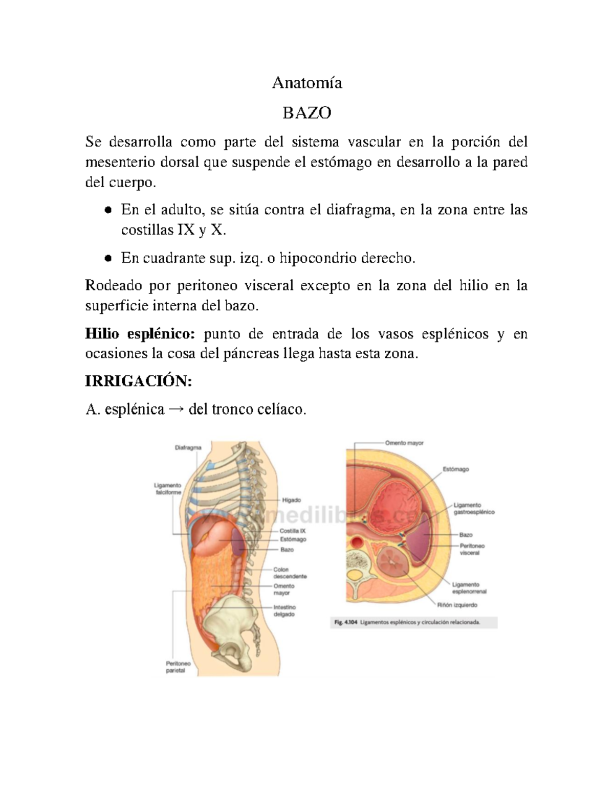 Anatomía BAZO - Apuntes 1 - Anatomía BAZO Se desarrolla como parte del ...