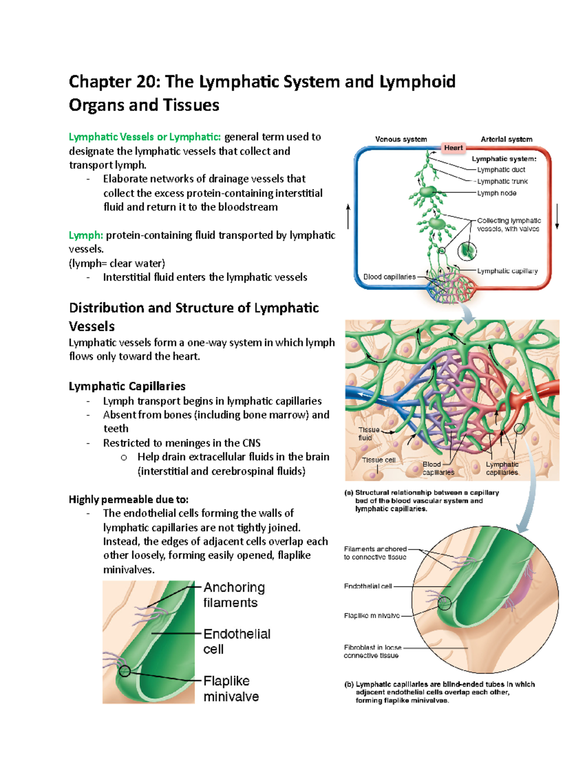 Chapter 20 Notes - BIO 232 - Oakton - Studocu