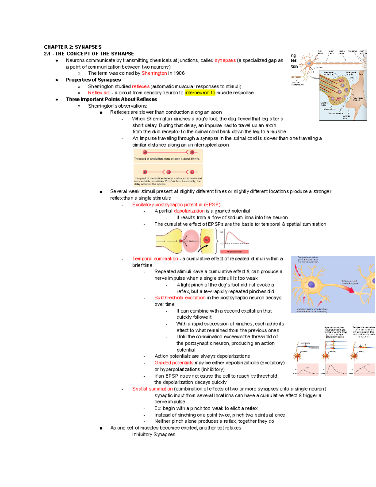 PSB 3002 Chp 2 Notes - CHAPTER 2: SYNAPSES 2 - THE CONCEPT OF THE ...
