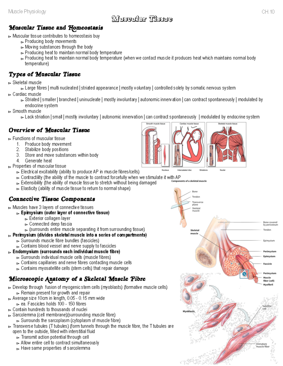 Ch. 10 notes - Muscular Tissue Muscular Tissue and Homeostasis Muscular ...