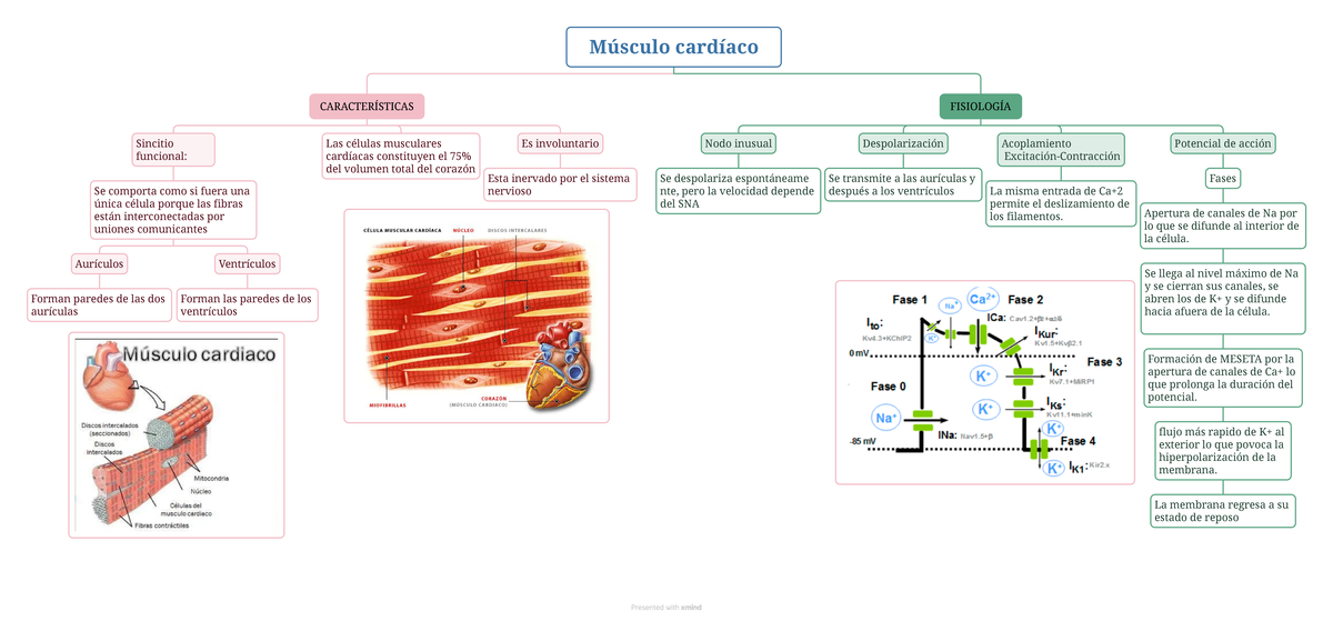 Músculo cardíaco - guías de la un - Músculo cardíaco CARACTERÍSTICAS ...