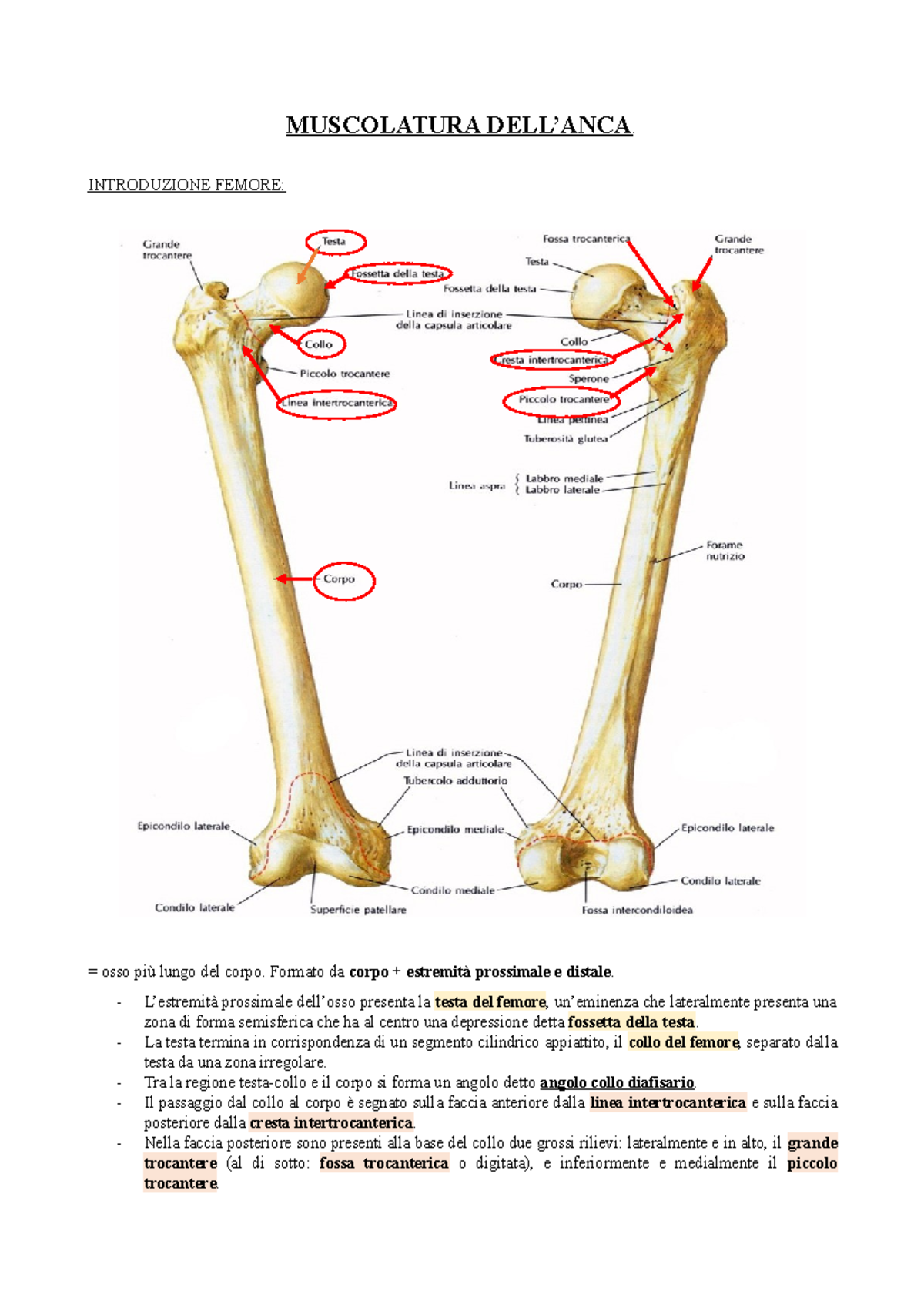 Muscoli dell'anca - MUSCOLATURA DELL’ANCA. INTRODUZIONE FEMORE: = osso ...